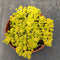 Sedum japonicum 'Tokyo Sun'