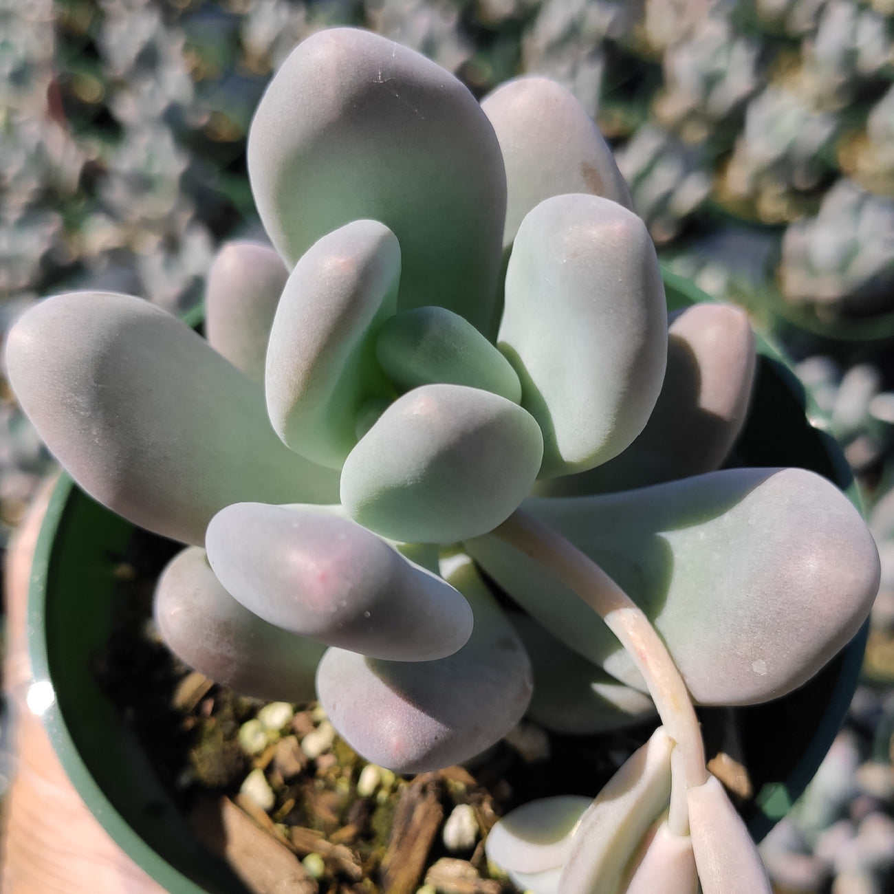 Pachyphytum oviferum - Pink Moonstone