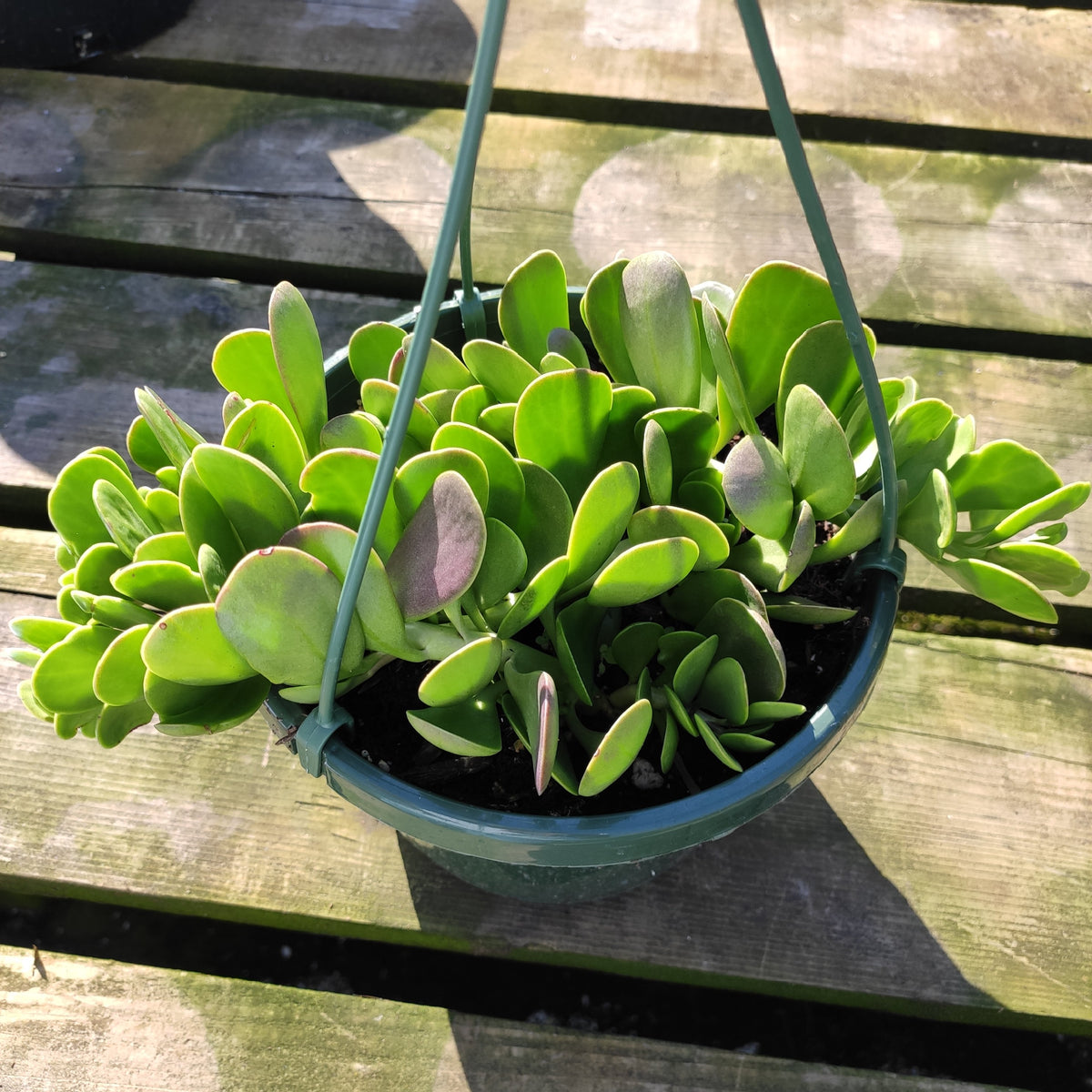 Senecio jacobsenii - Trailing Jade, Weeping Jade