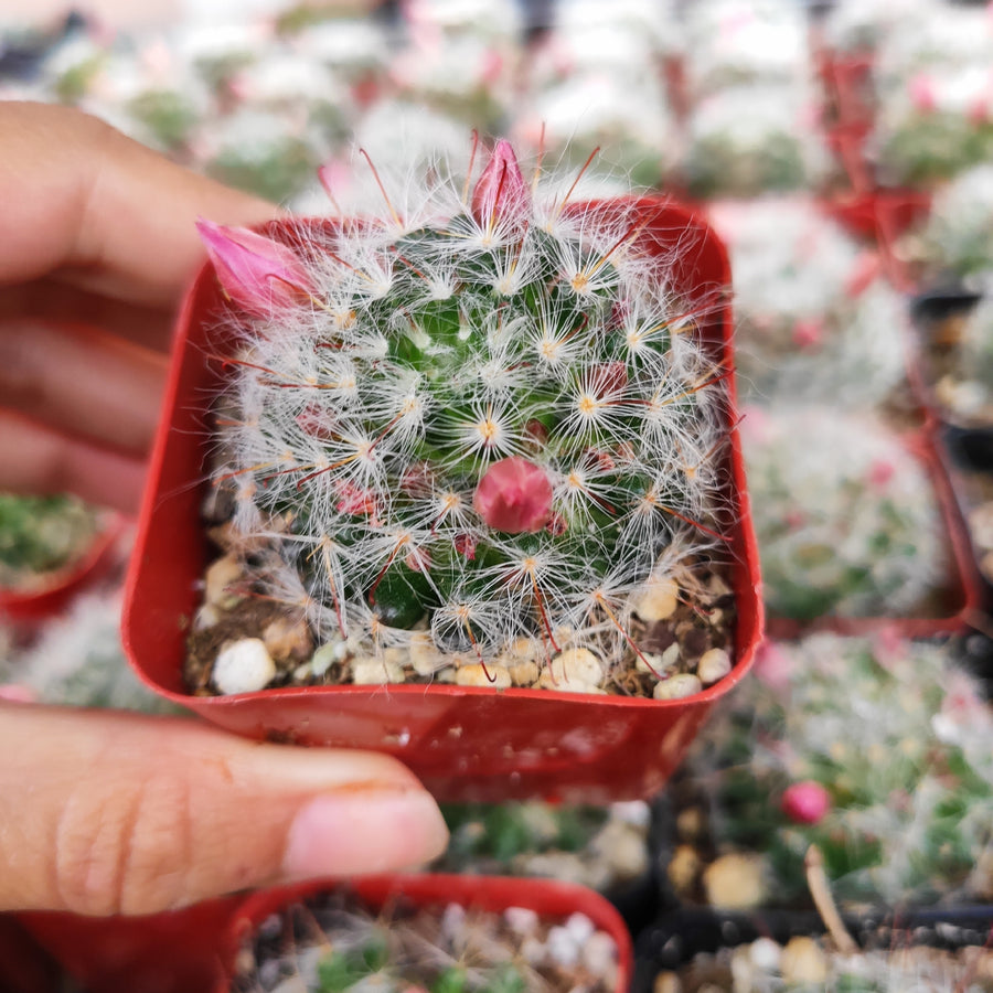 Mammillaria bocasana - Powder Puff Cactus