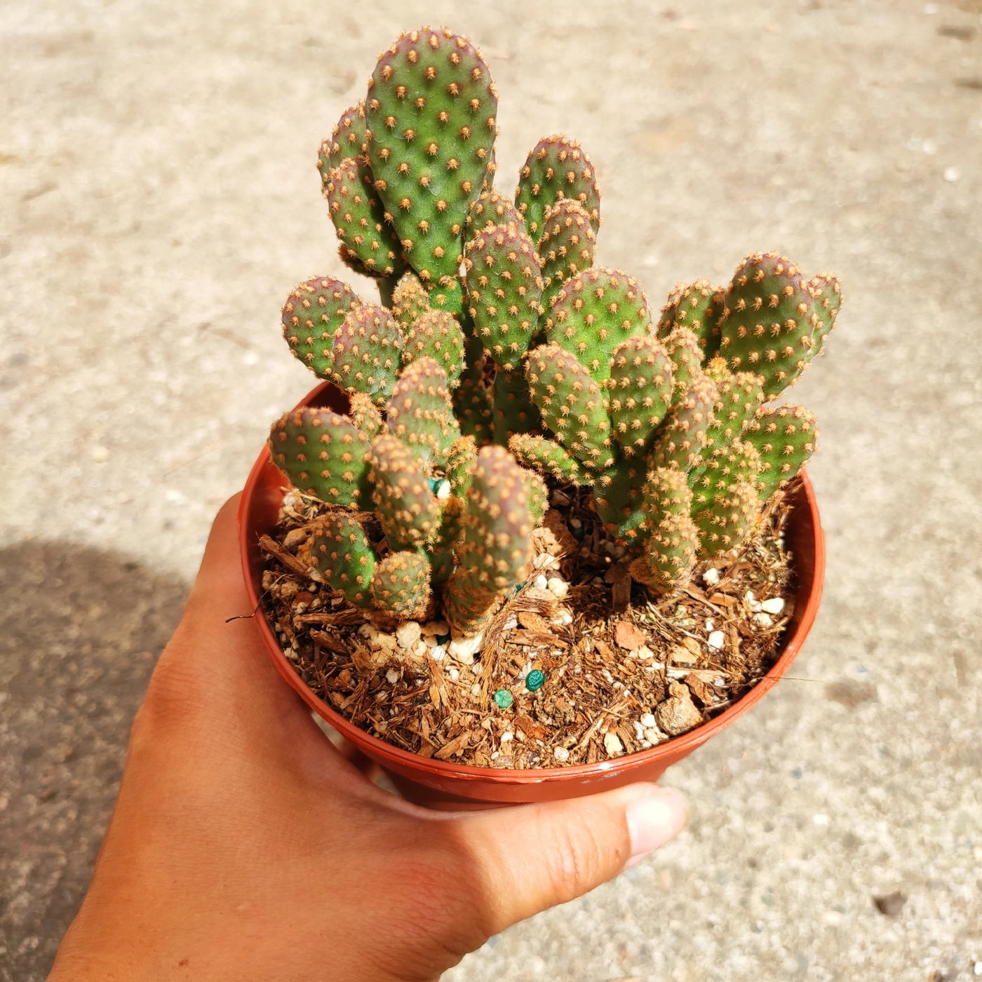 Opuntia rufida minima 'Mini Cinnamon Cactus'