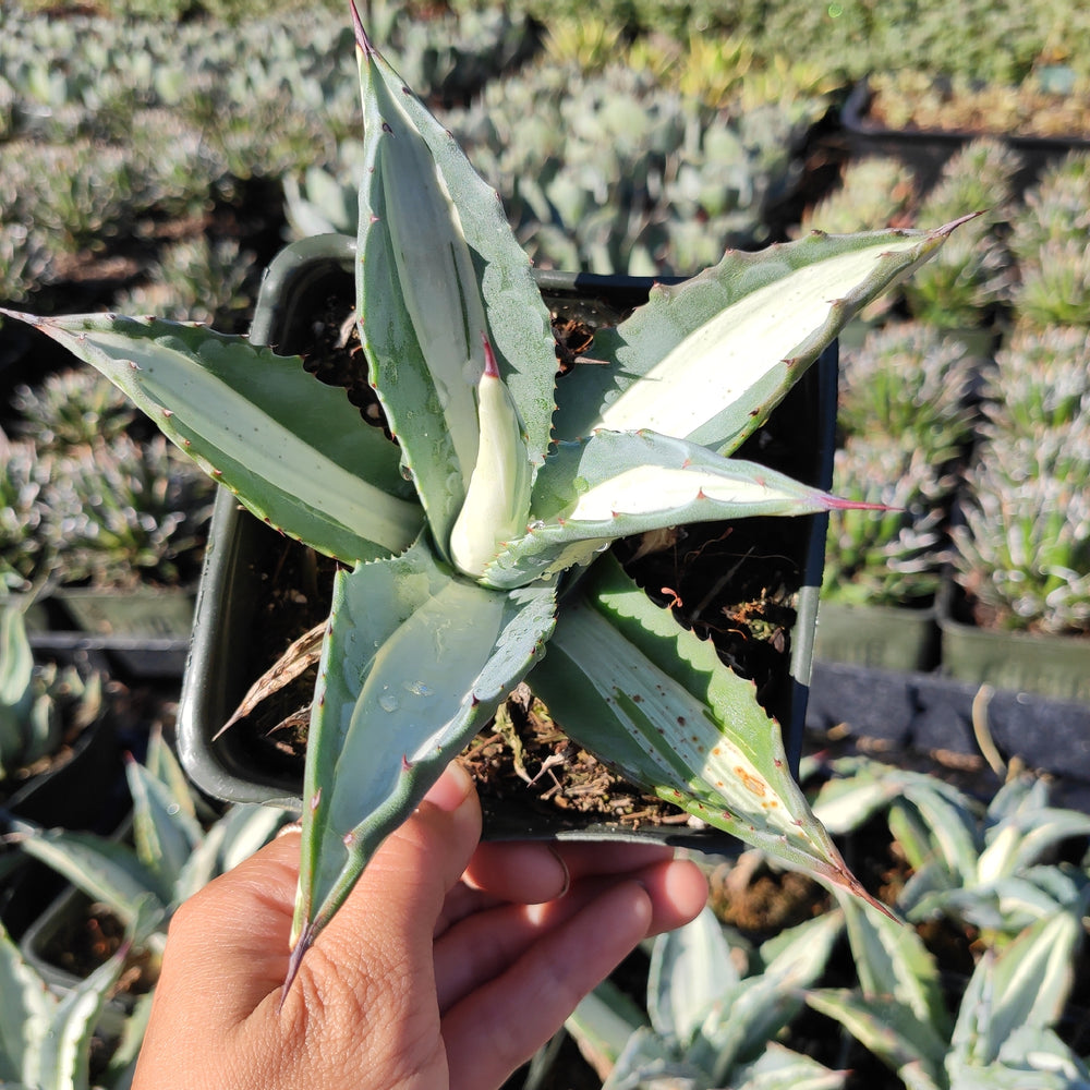 Agave americana 'Mediopicta Alba' White-Striped Century Plant