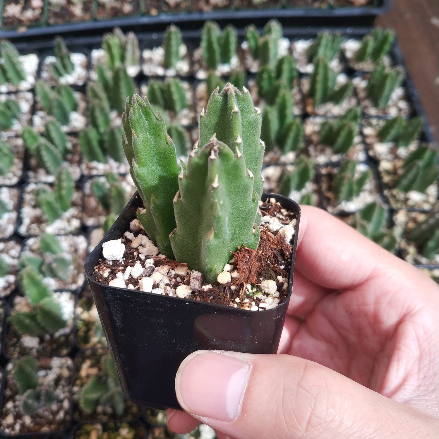 Stapelia grandiflora 'Giant Toad Plant'