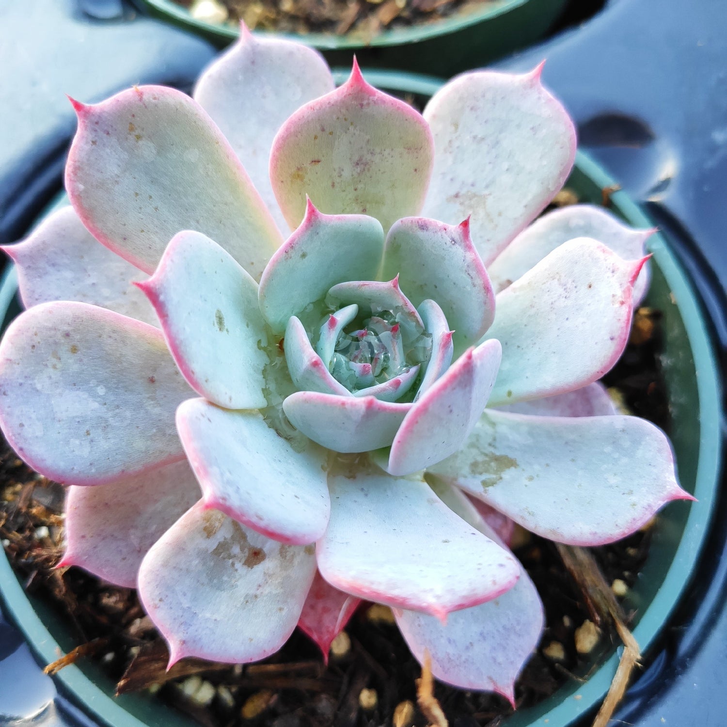 Echeveria Laulensis