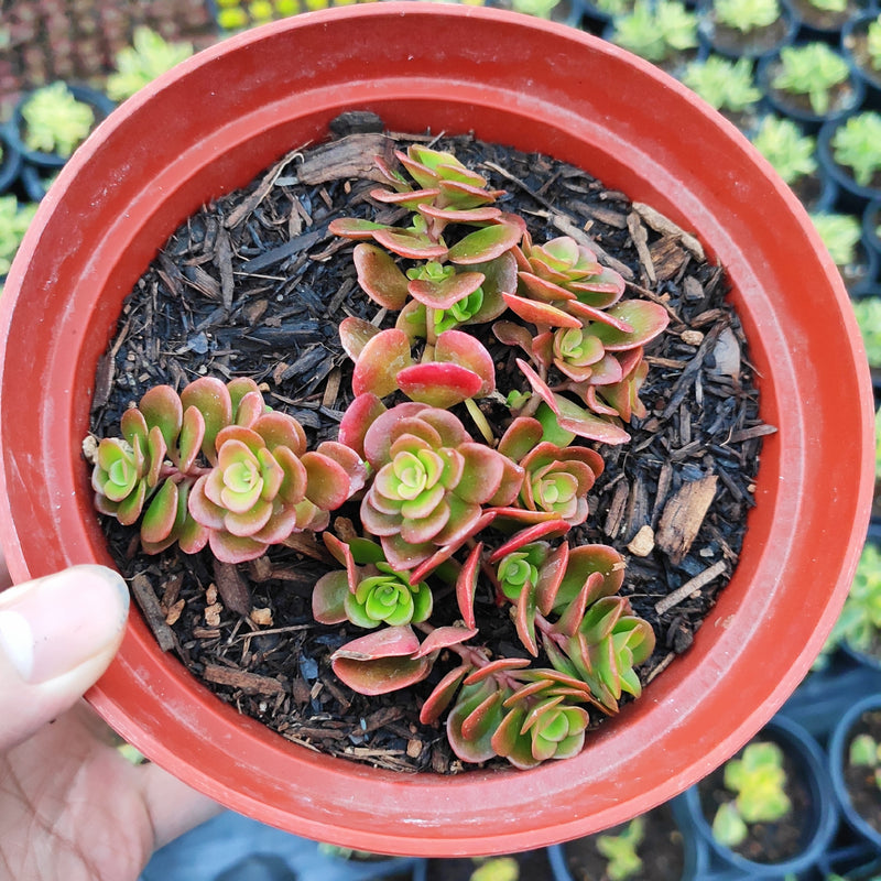 Sedum tetractinum 'Coral Reef' - Chinese Stonecrop