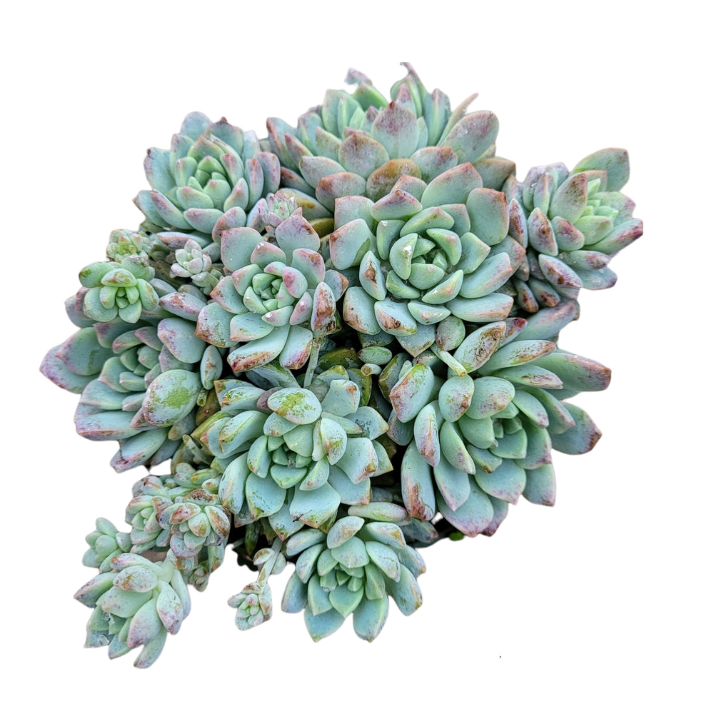 Echeveria Prolifica