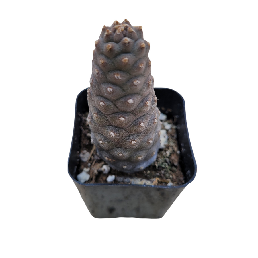Tephrocactus articulatus var. inermis - Pine Cone Cactus