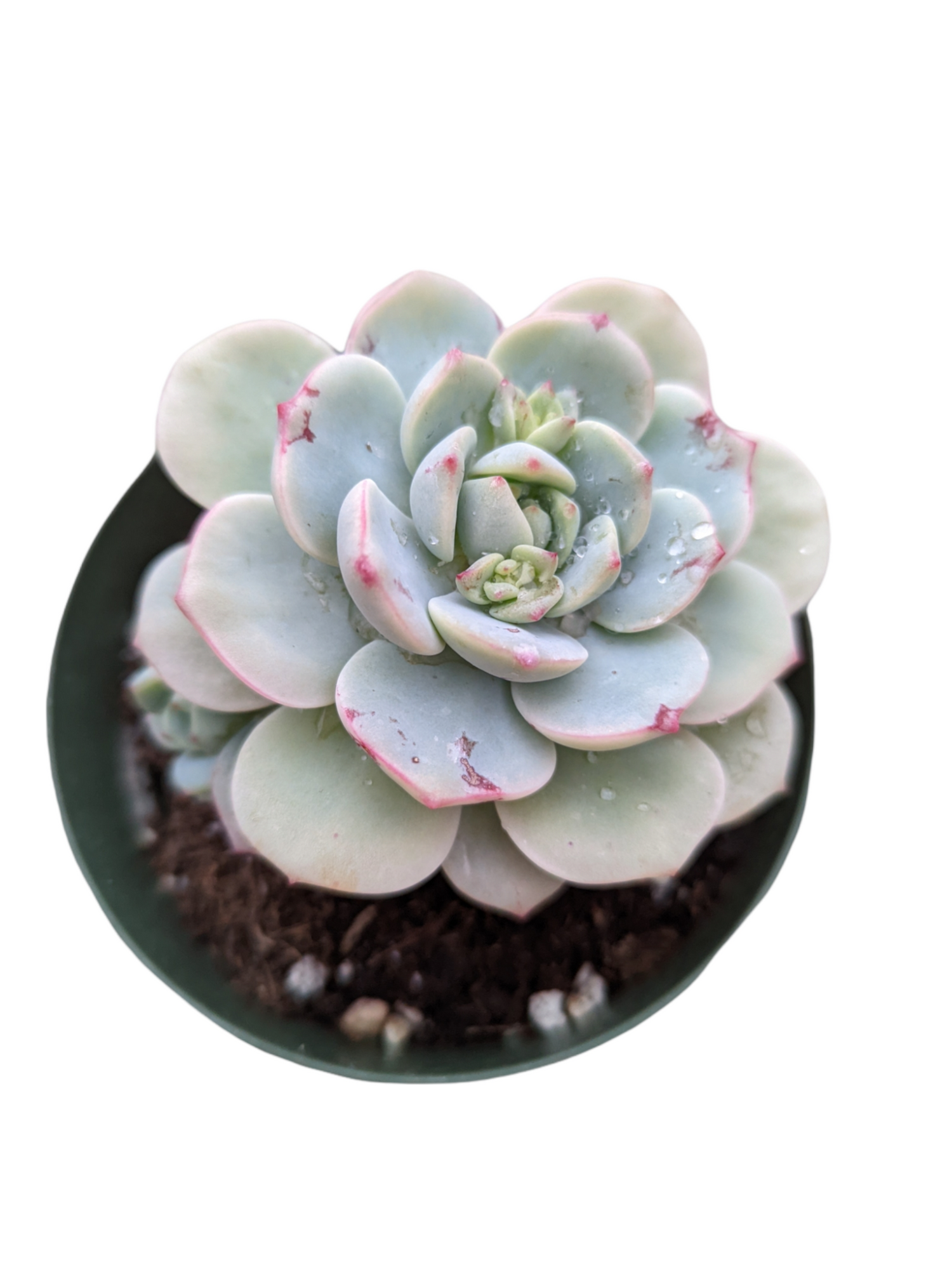 Echeveria 'Vanilla Bees'