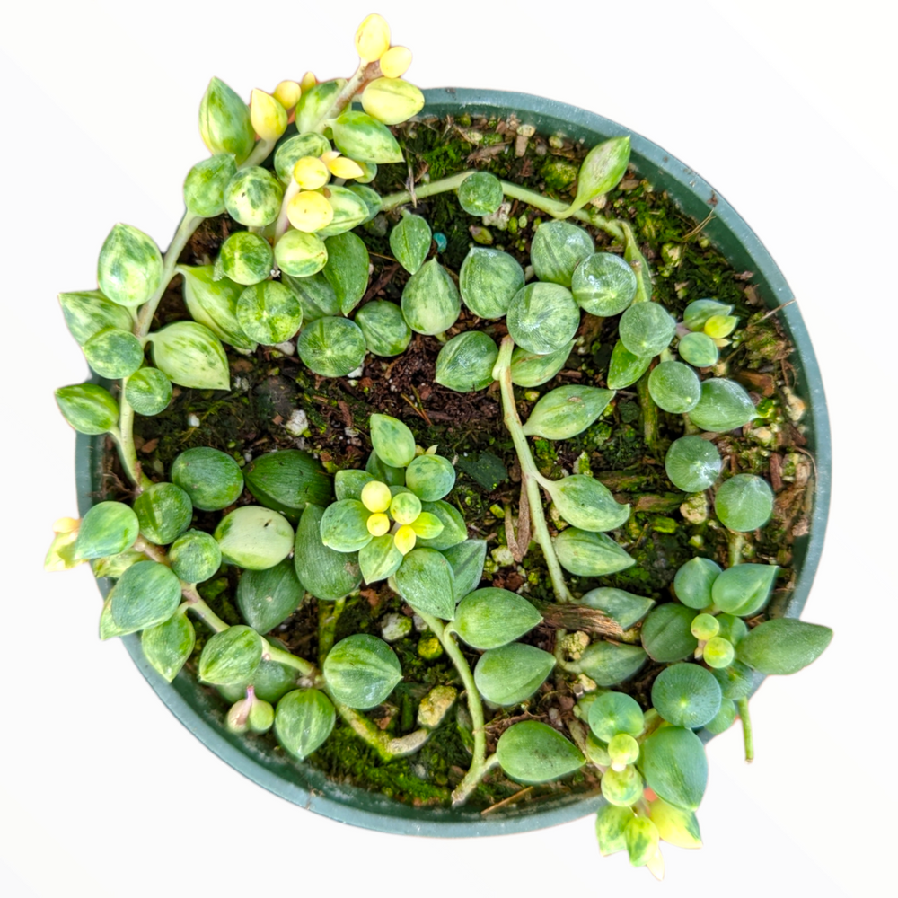 Senecio