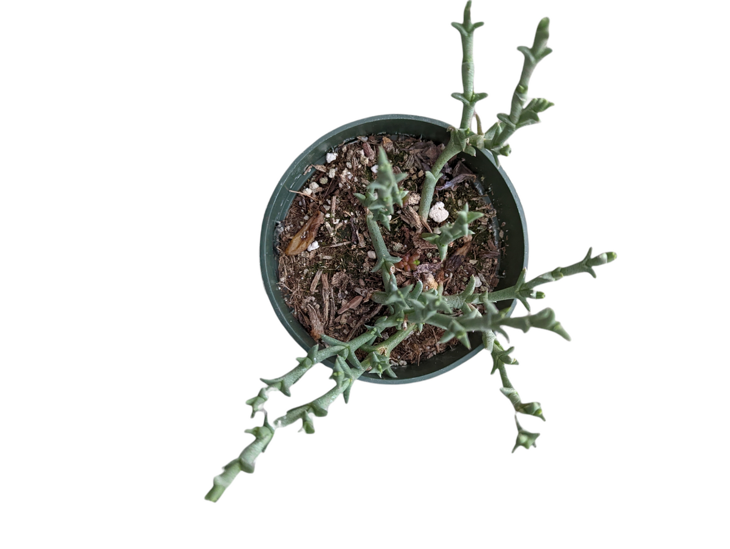 Ruschia uncinata 'Doringvygie'