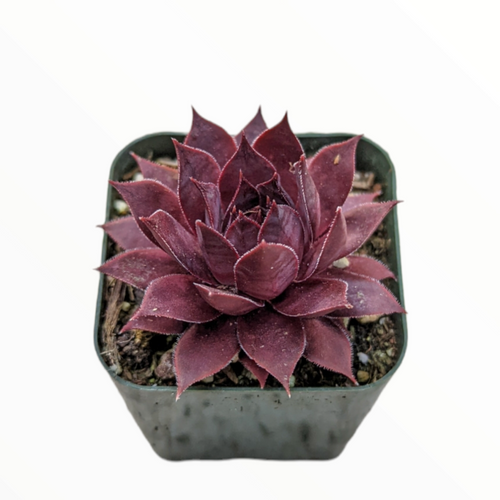 Sempervivum Red Lion