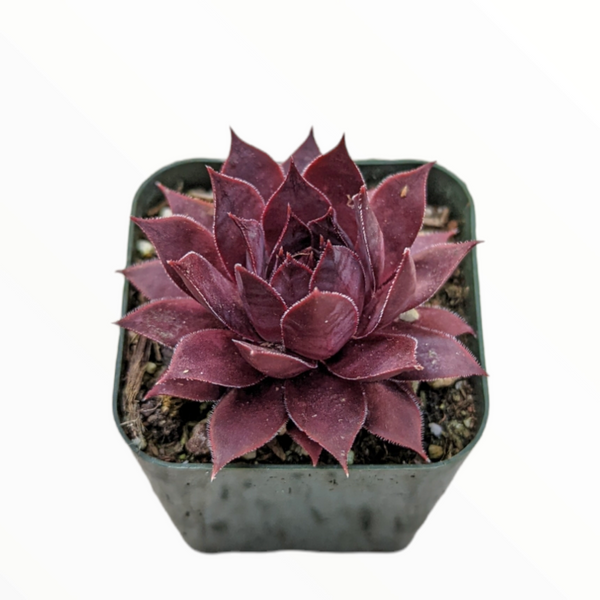 Sempervivum Red Lion