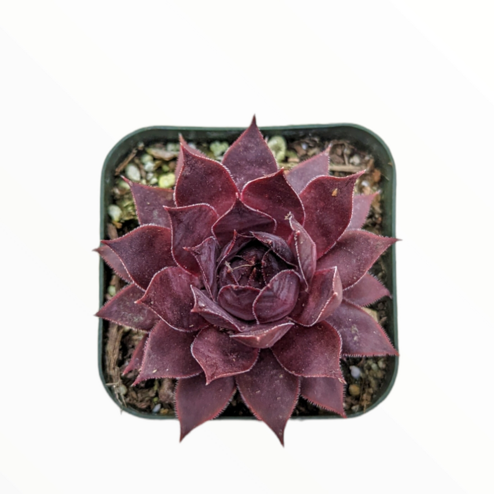 Sempervivum Red Lion