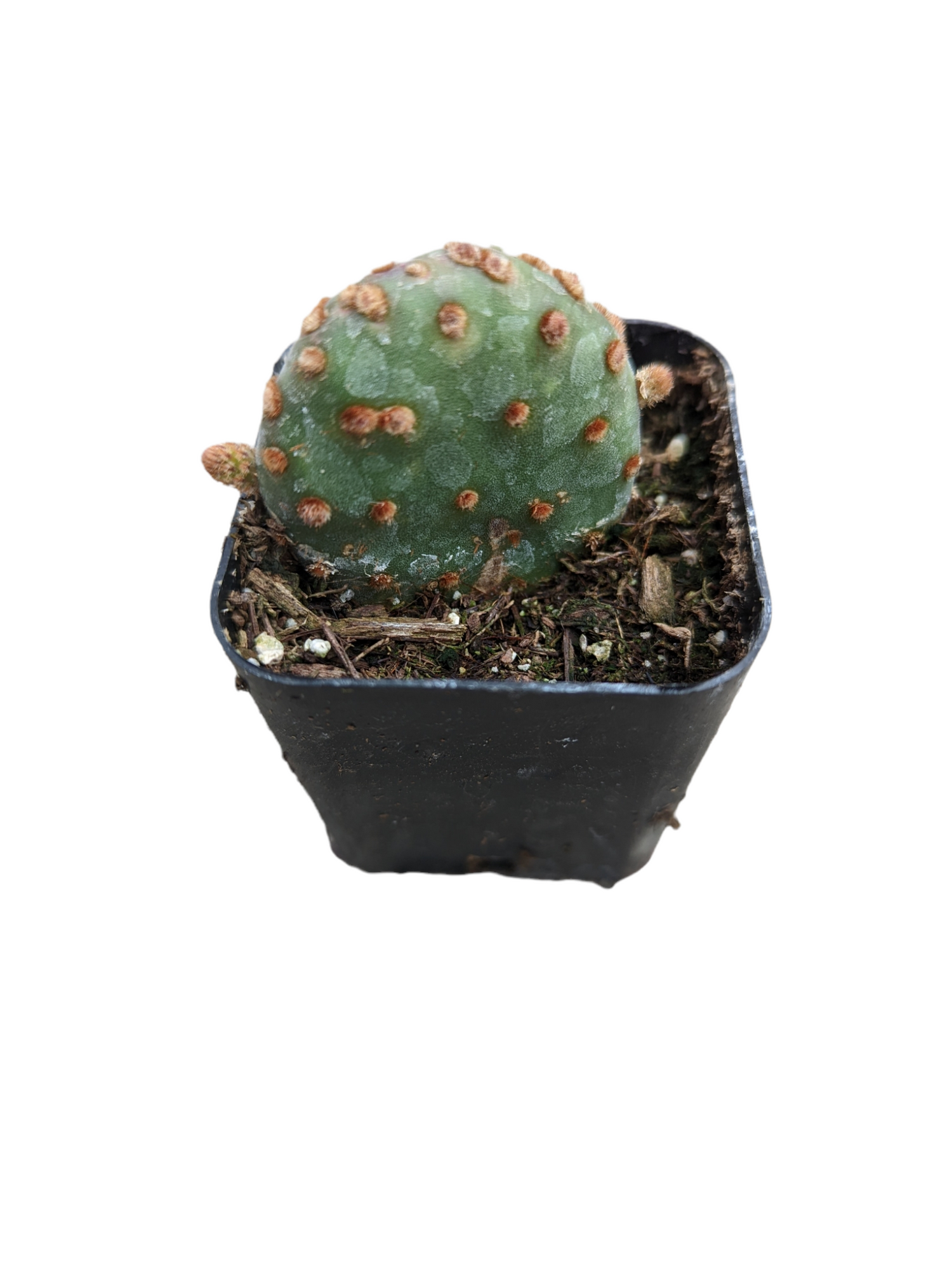 Opuntia rufida minima 'Mini Cinnamon Cactus'