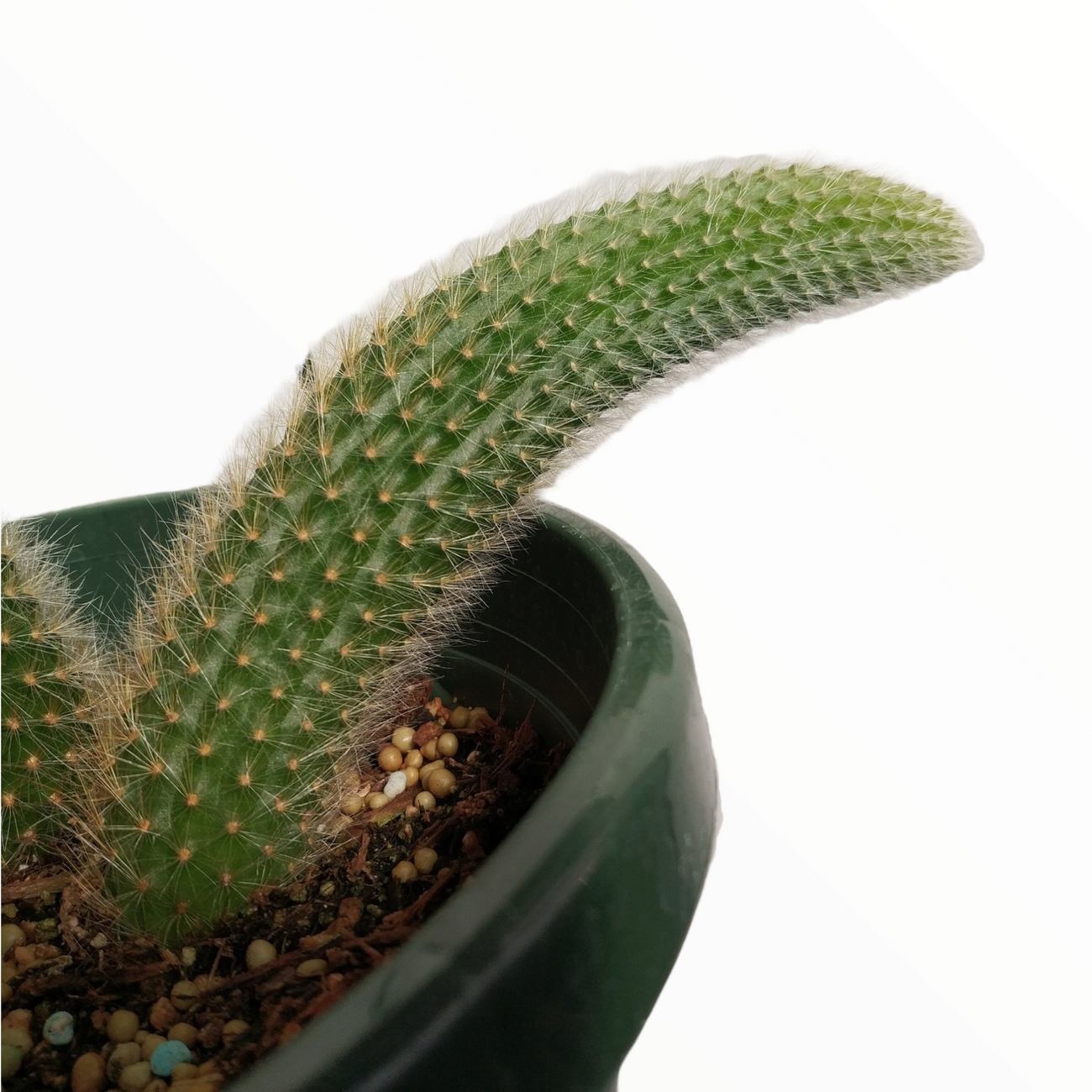 Monkey Tail Cactus Hildewintera colademononis