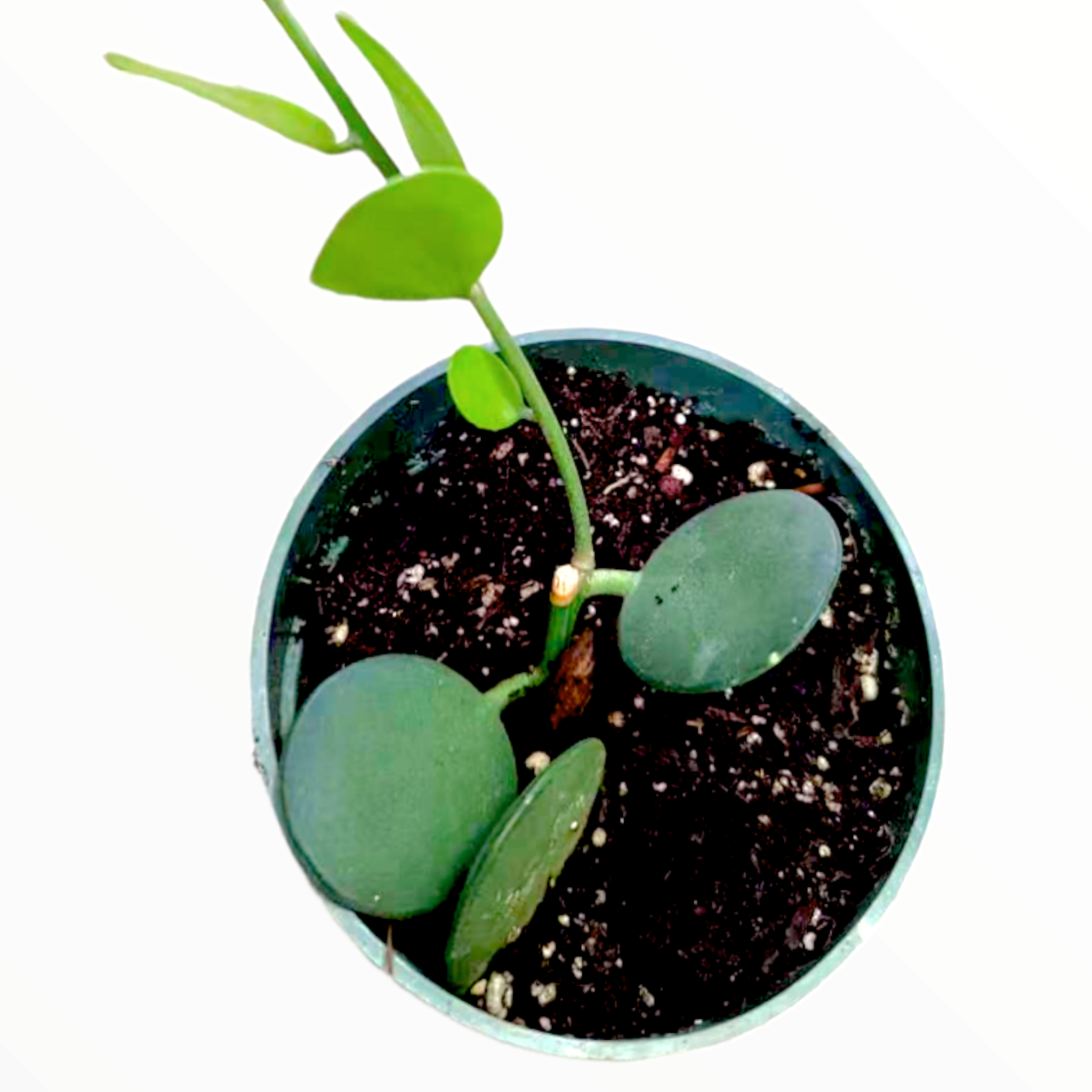 Xerosicyos Danguyi 'String of Coins'