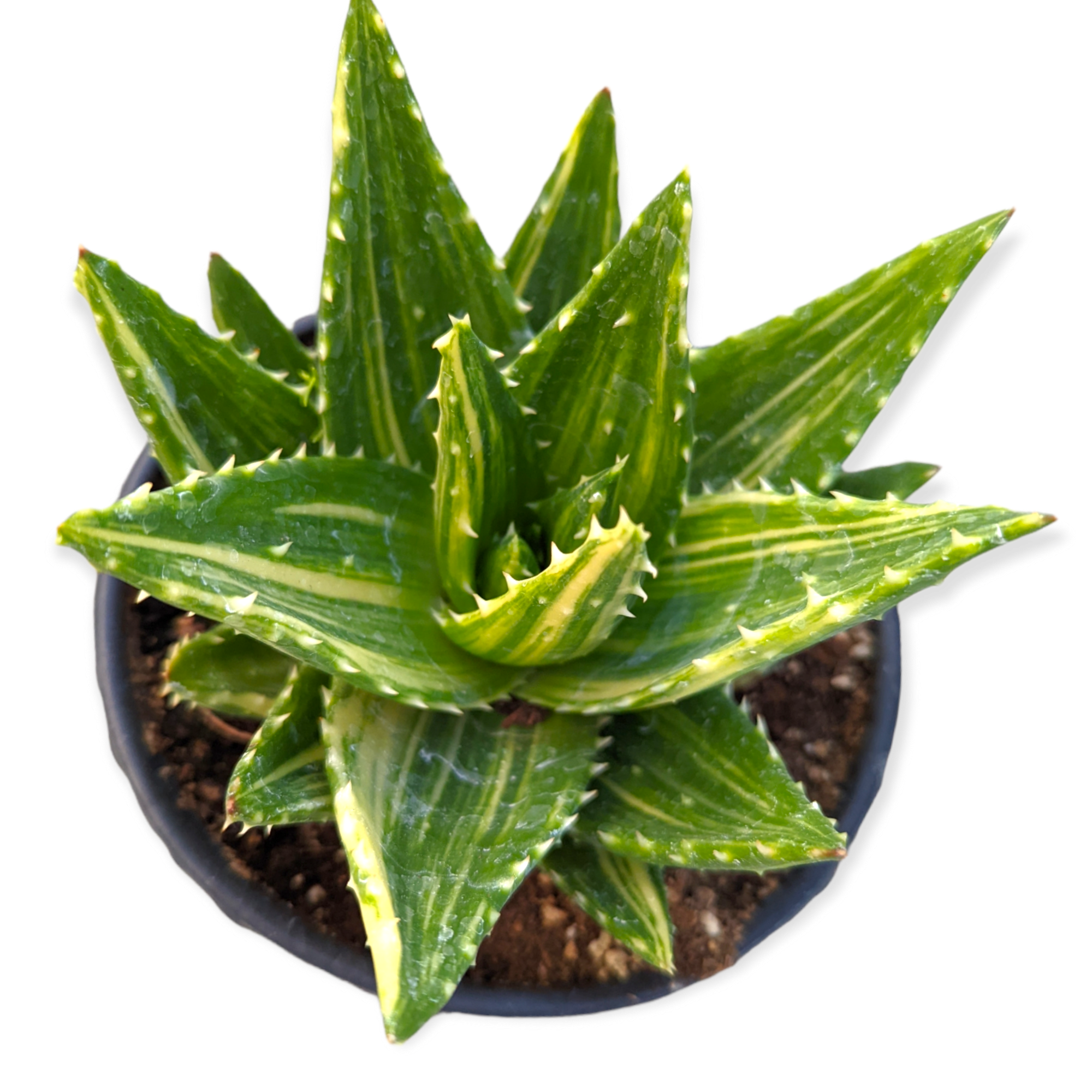 Aloe perfoliata - Mitre Aloe, Rubble Aloe