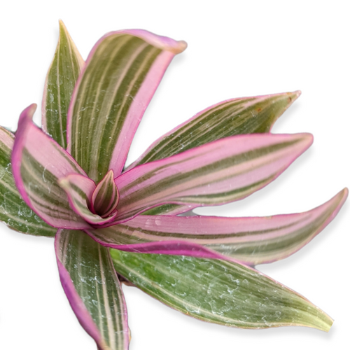 Tradescantia spathacea 'Rhoeo Discolor Tricolor'