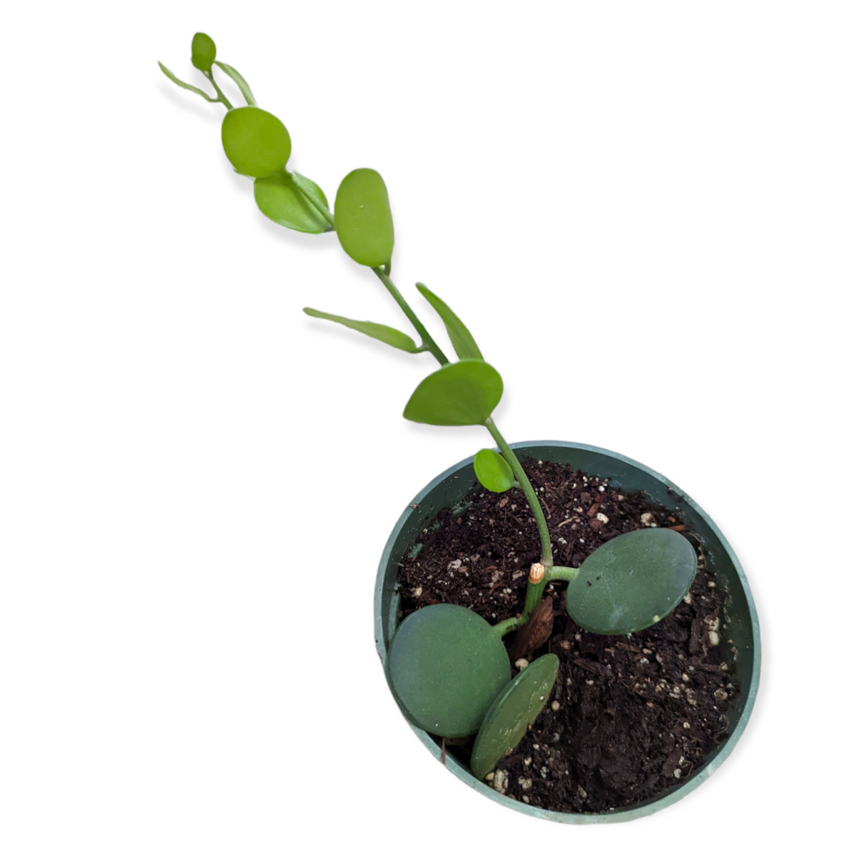 Xerosicyos Danguyi 'String of Coins'