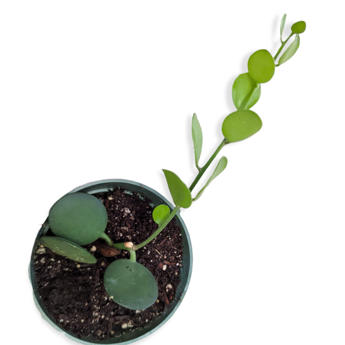 Xerosicyos Danguyi 'String of Coins'