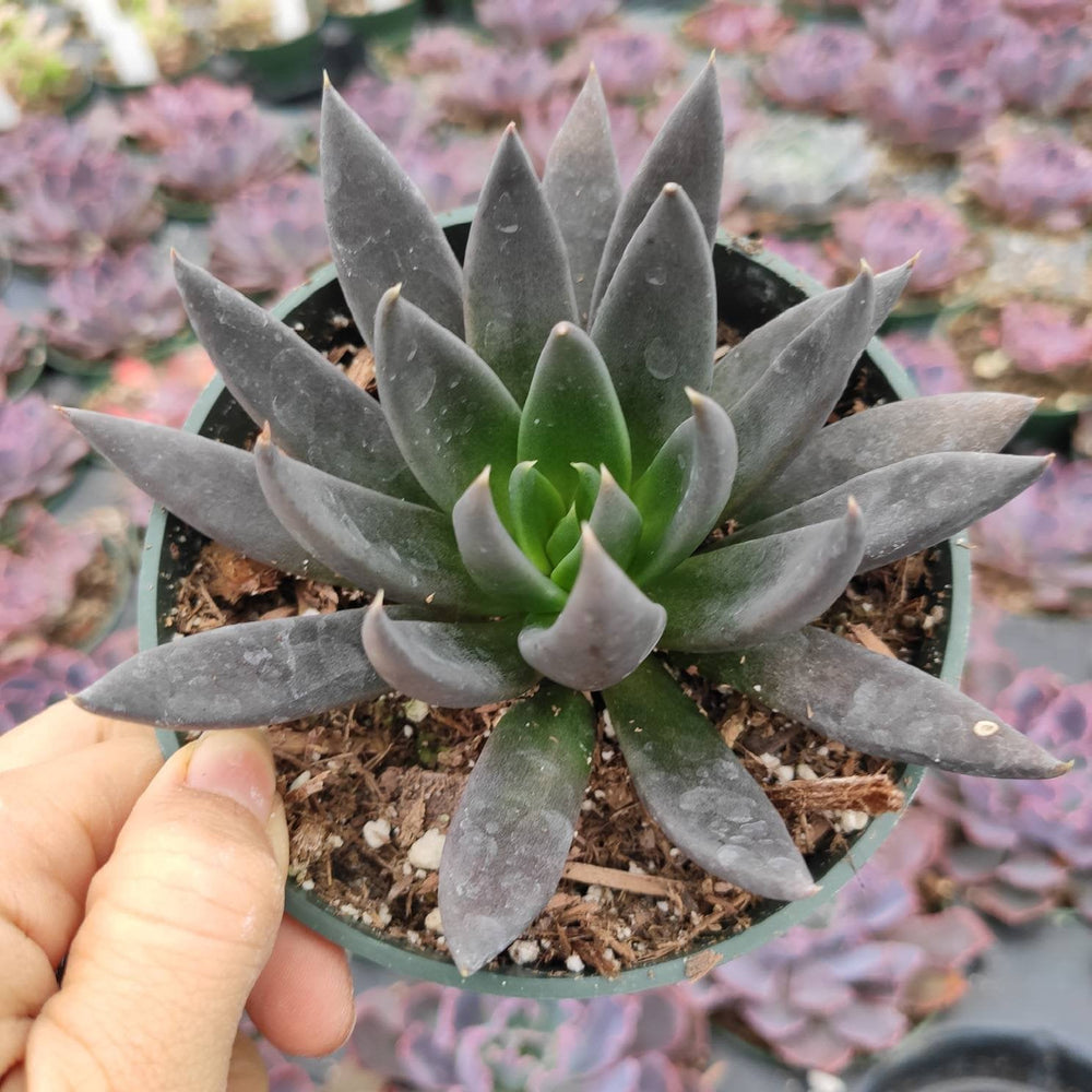 Echeveria 'Black Knight'
