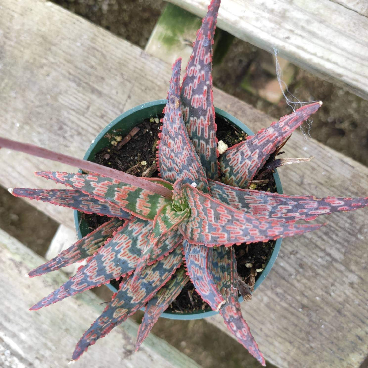 Aloe 'Pink Blush'