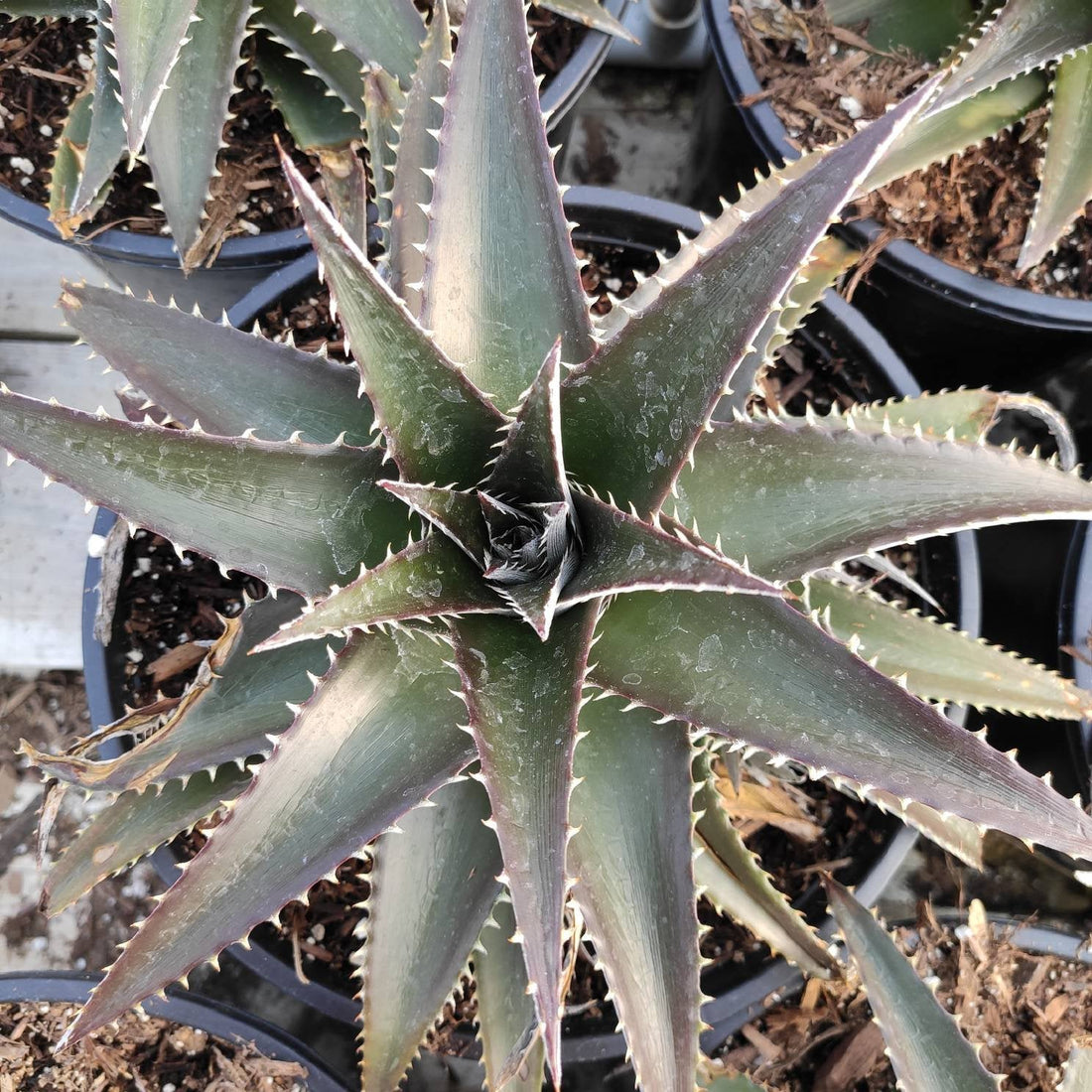 Dyckia Platyphylla